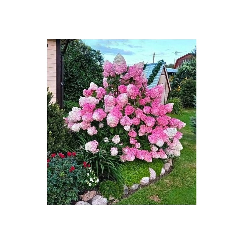 Vanilla Fraise 3l - hortensja bukietowa
